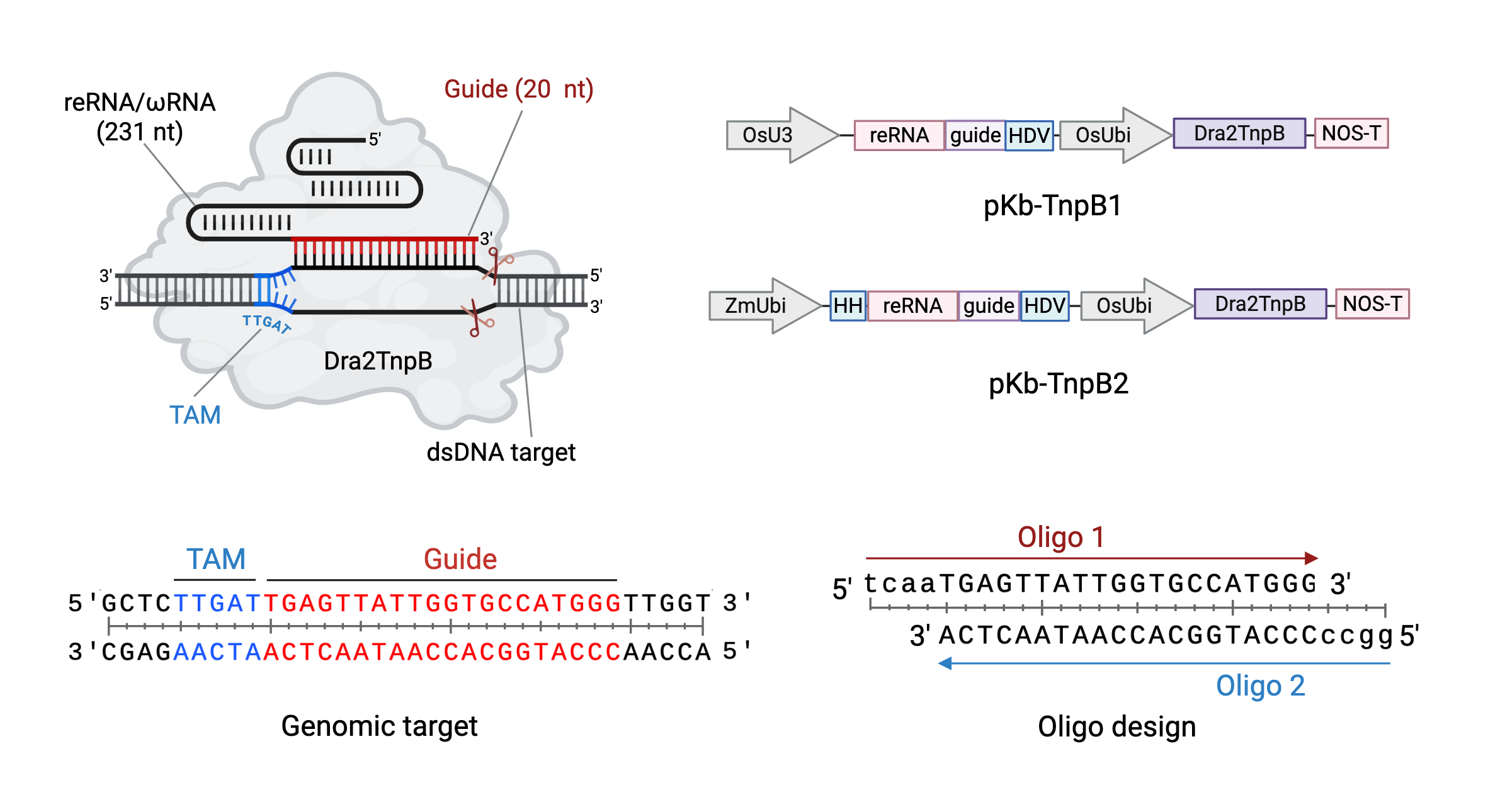 Harnessing TnpB for Genome Editing: A Compact and Versatile Tool for Your Research